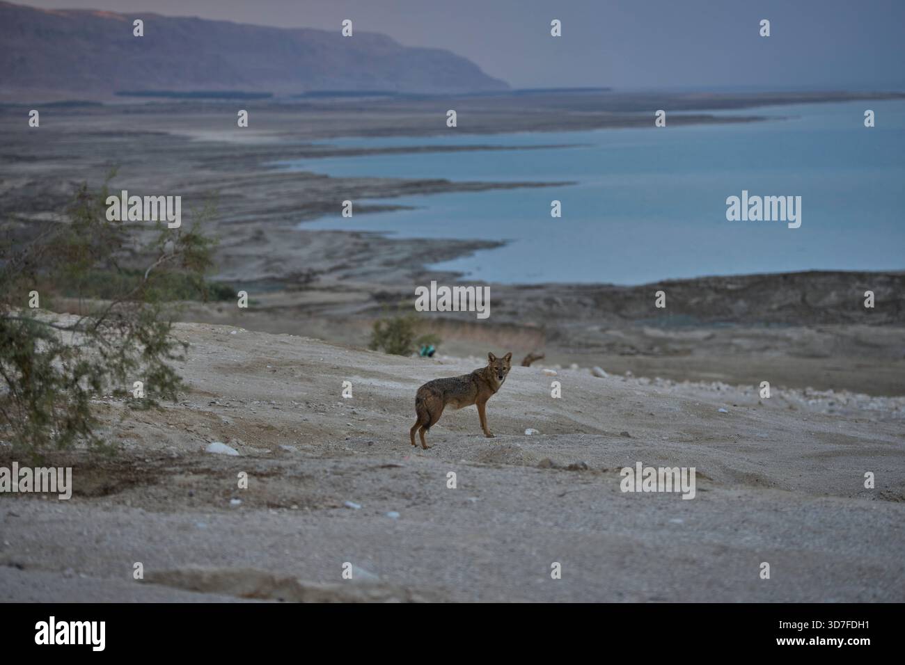 A jackal is seen near the shore of the Dead Sea in Israel, Tuesday, Nov ...