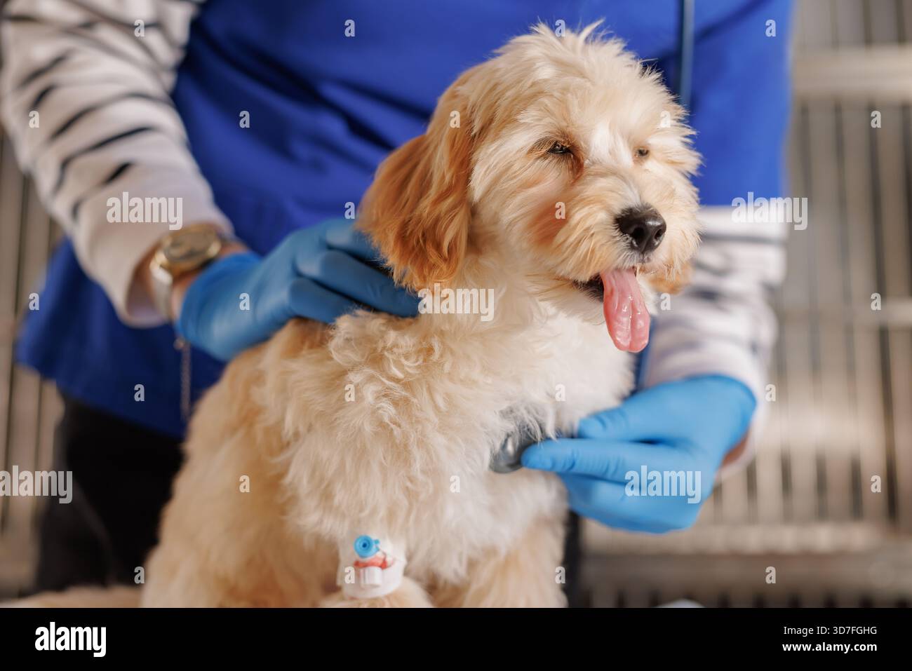 A veterinarian examines a dog and listens with a stethoscope, providing ...
