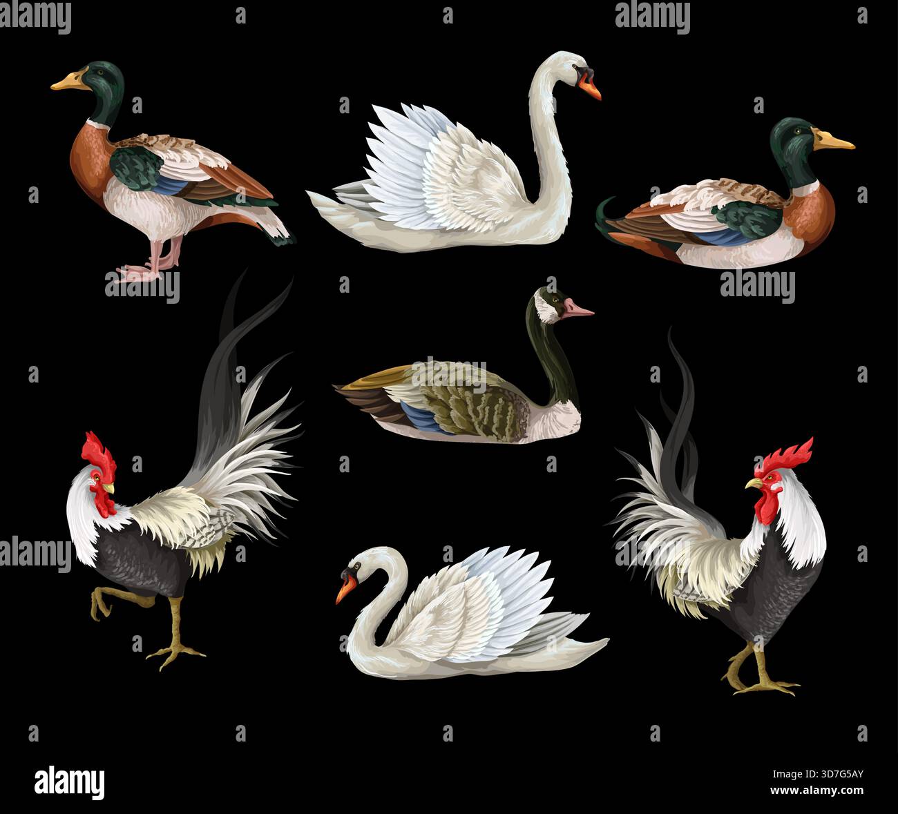 Roosters, swan and duck isolated. Vector Stock Vector Image & Art - Alamy