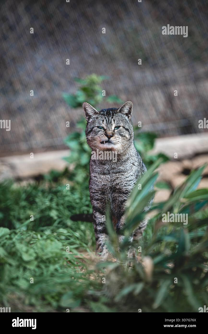 A feral stray tabby cat with scars in a suburb Stock Photo - Alamy