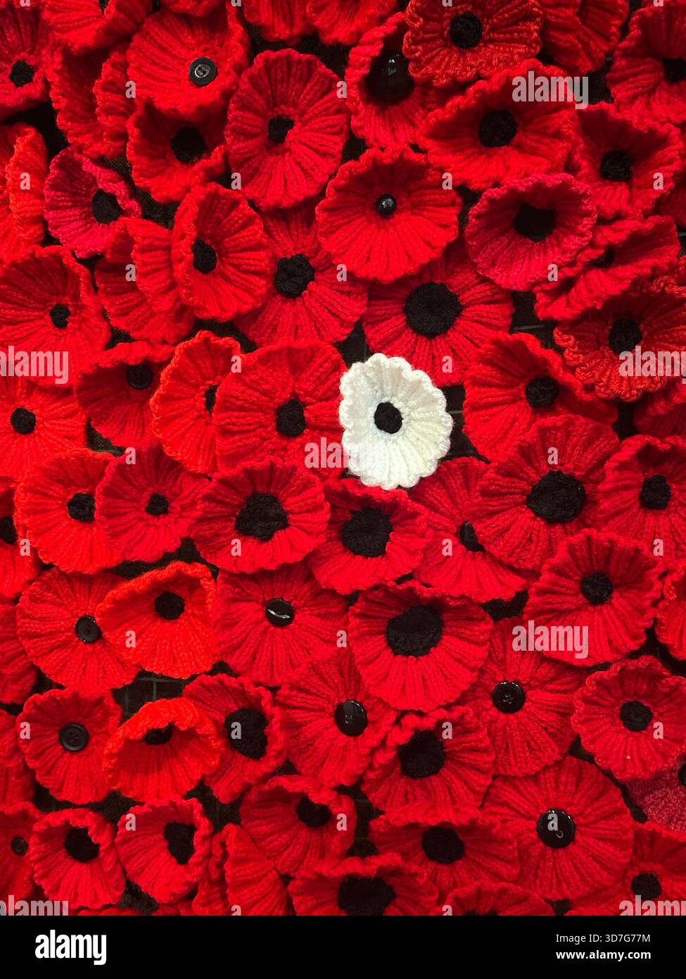 Poppies on display hi-res stock photography and images - Alamy