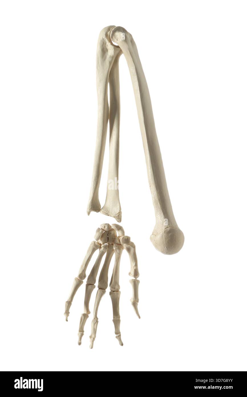 Artificial human arm model isolated on white Stock Photo - Alamy