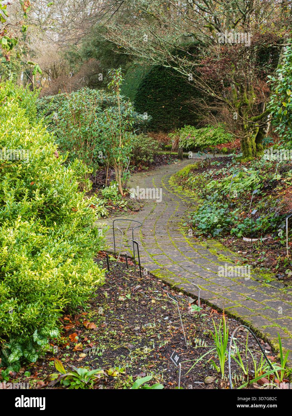 Winding paver path between early winter borders at The Garden House ...