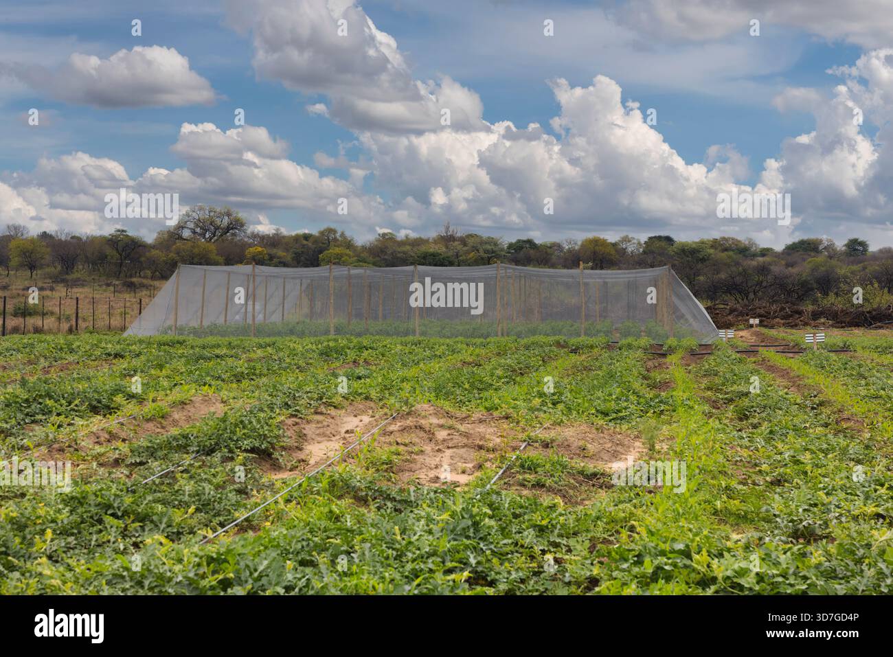 Farm scale vegetable production hi-res stock photography and images - Alamy