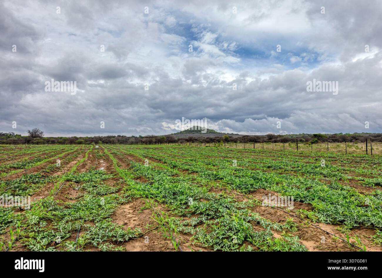 Irrigation drip system africa hi-res stock photography and images - Alamy
