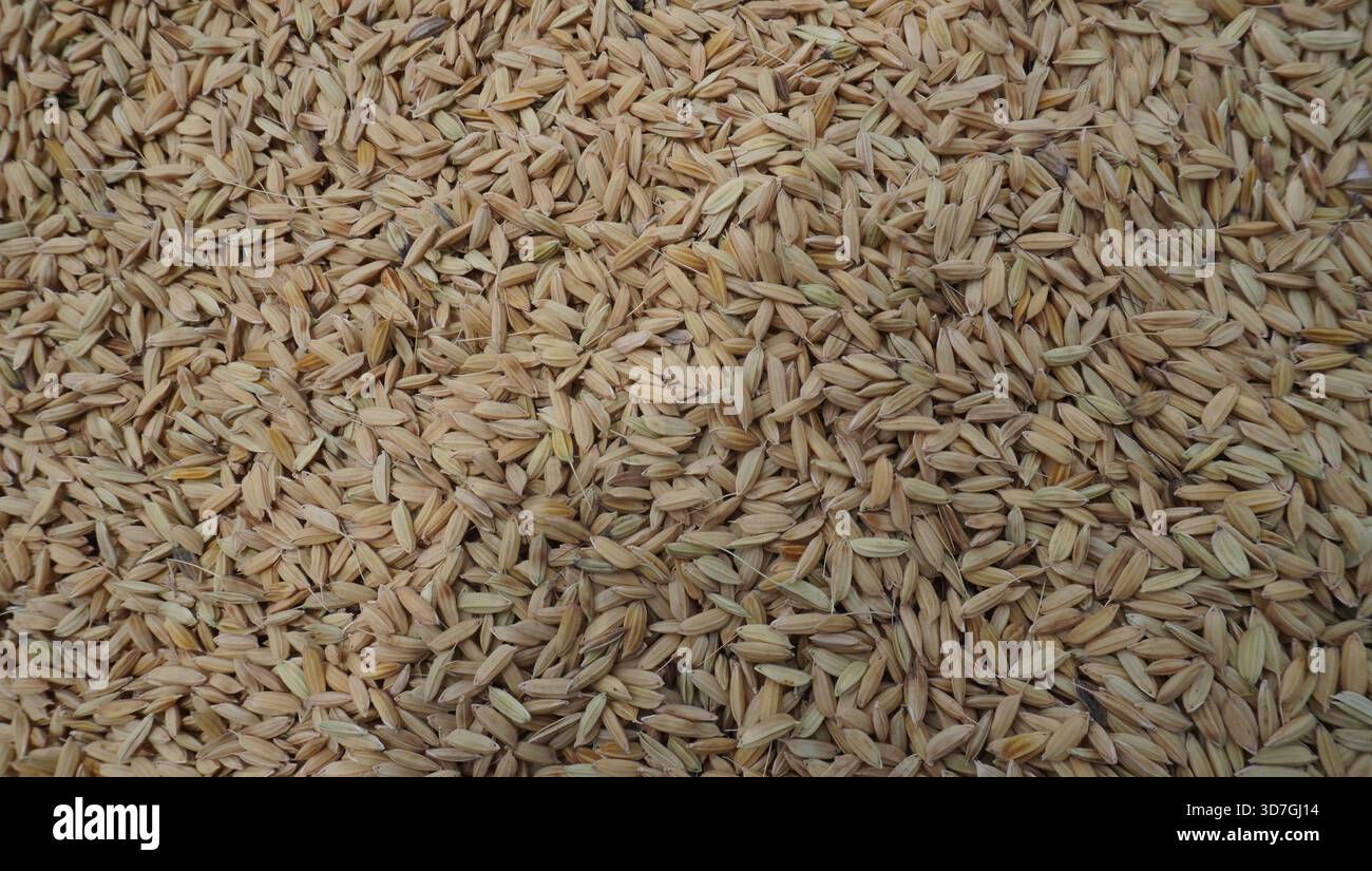 Freshly dried rice hi-res stock photography and images - Alamy