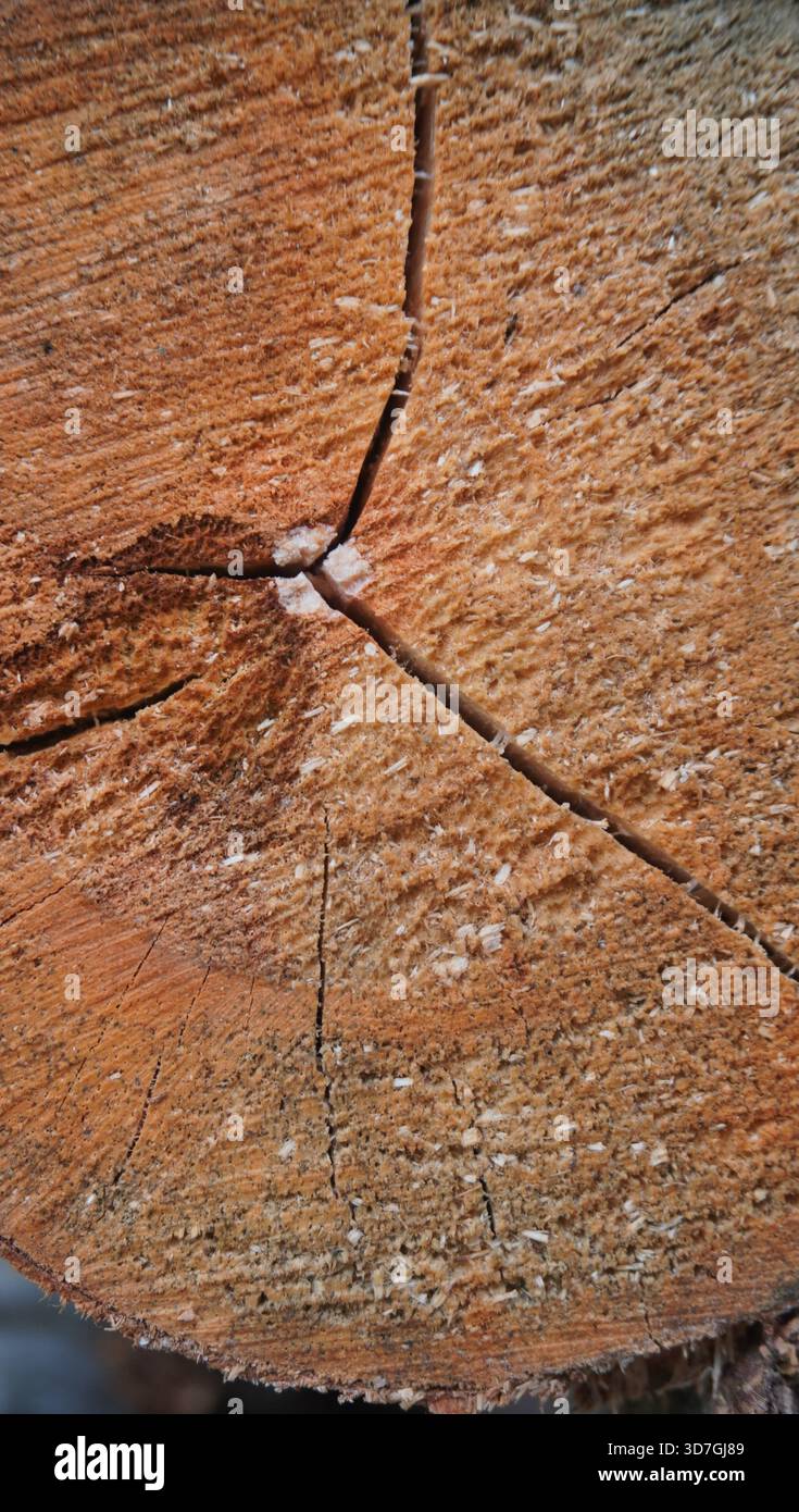 wood texture and a little split Stock Photo - Alamy