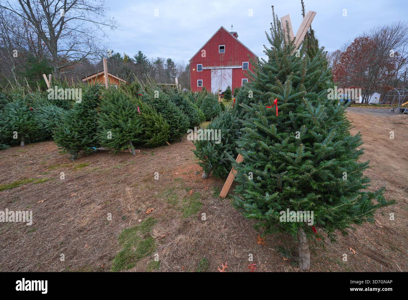 Pre-cut Christmas trees, imported from Quebec, are displayed at Dawson ...