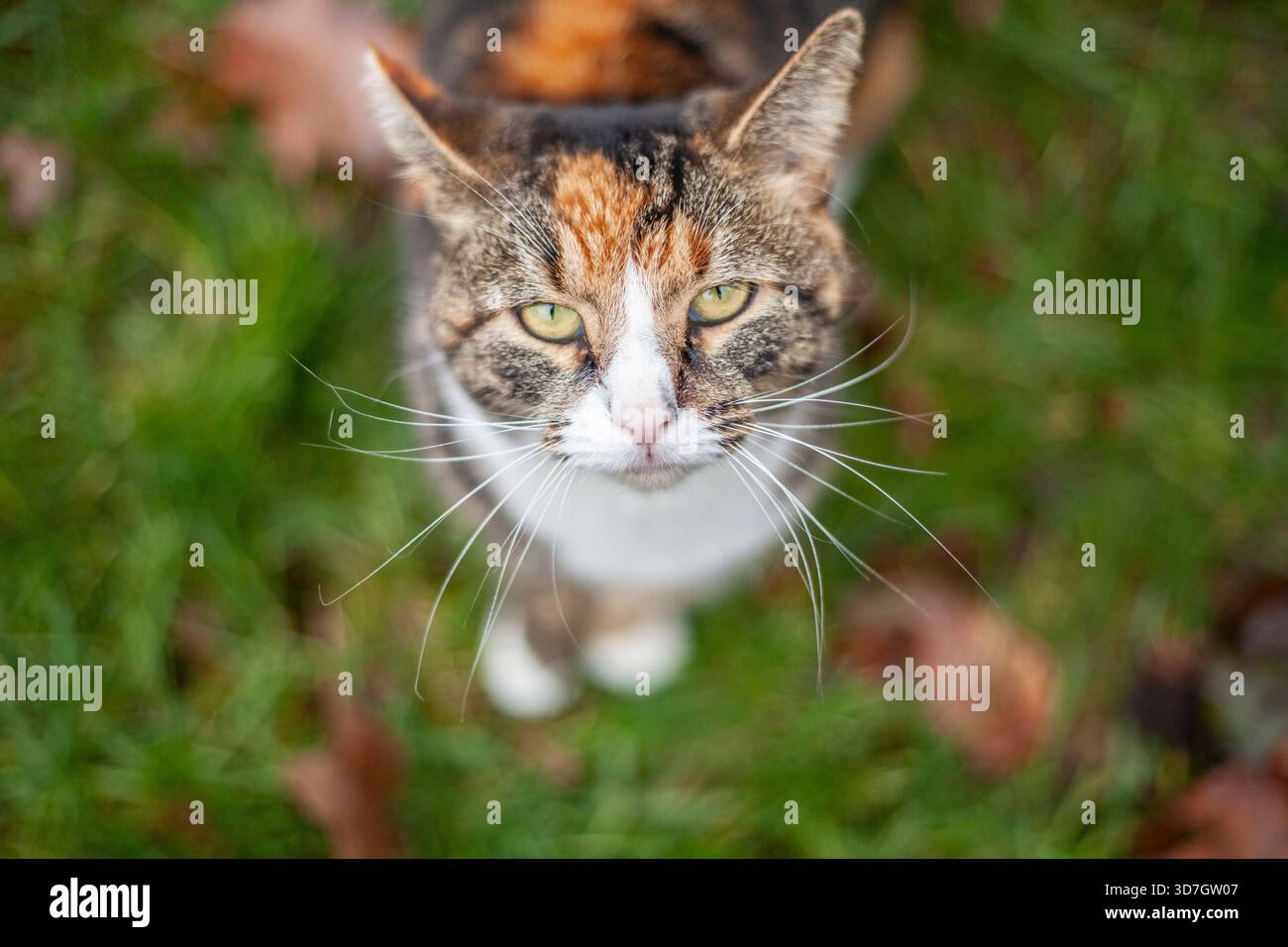 Calico cat wildlife hi-res stock photography and images - Alamy