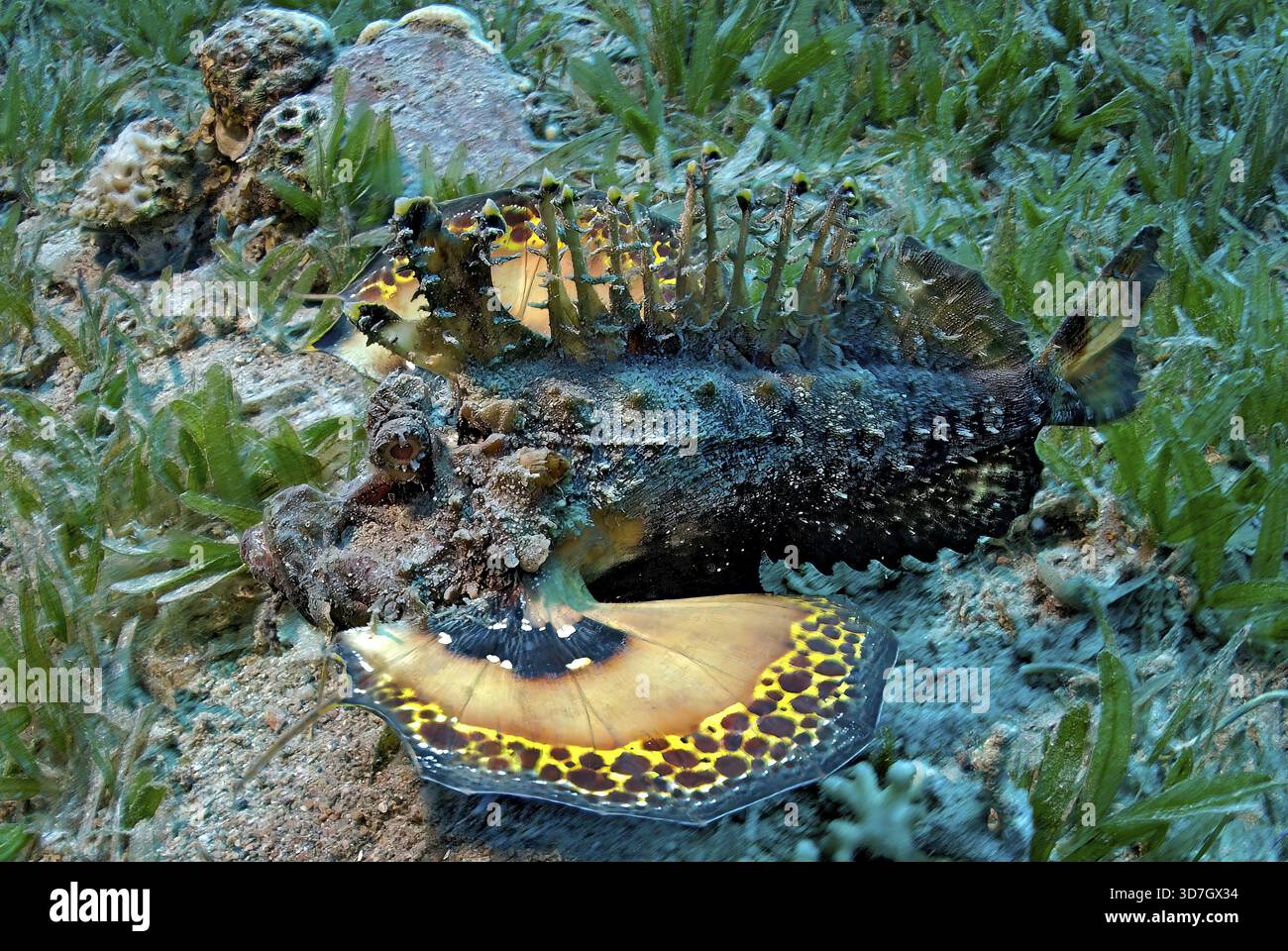 Devil fish (Inimicus filamentosus) dangerous marine animal crawling ...
