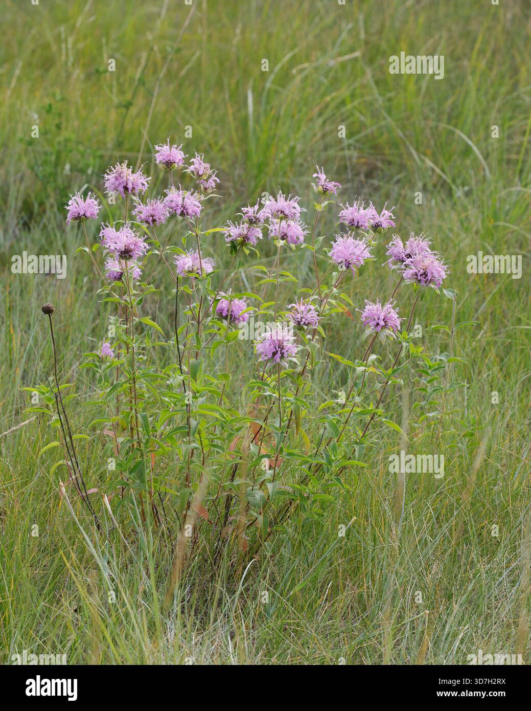 Western wild bergamot purple flowers in a field Calgary, Alberta ...