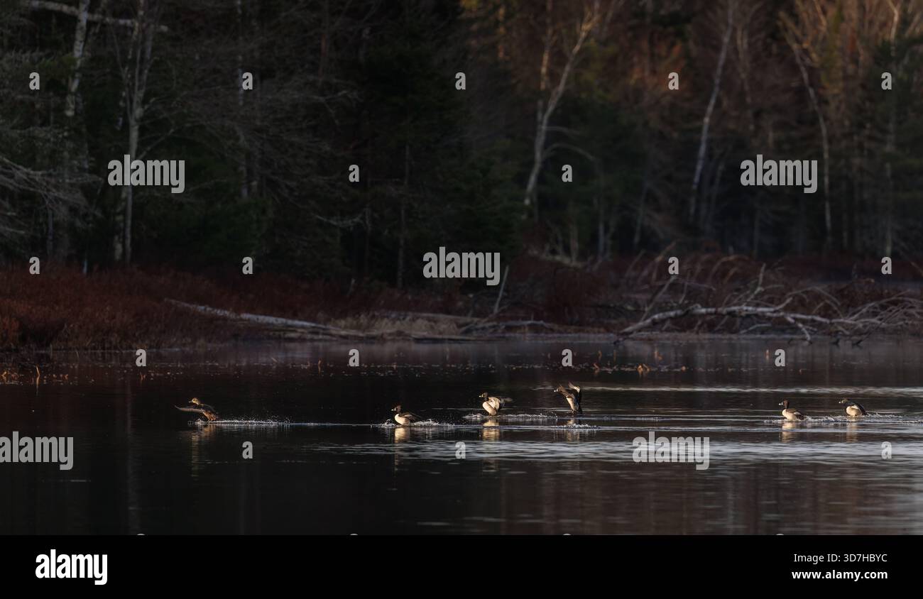 Ringnecks landing hi-res stock photography and images - Alamy