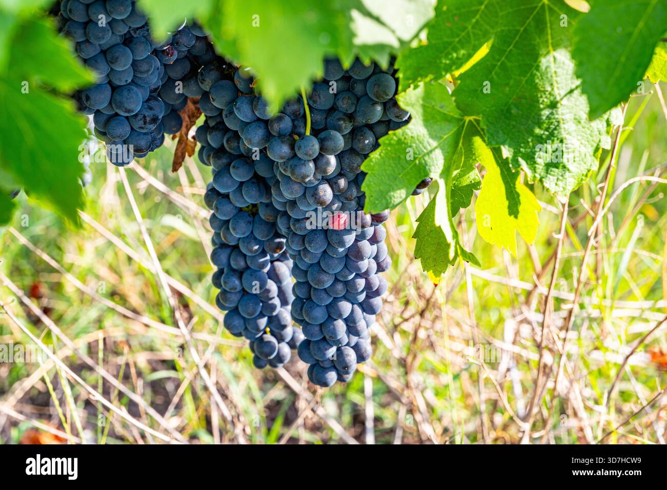 Heavy clusters ripe blue hi-res stock photography and images - Alamy