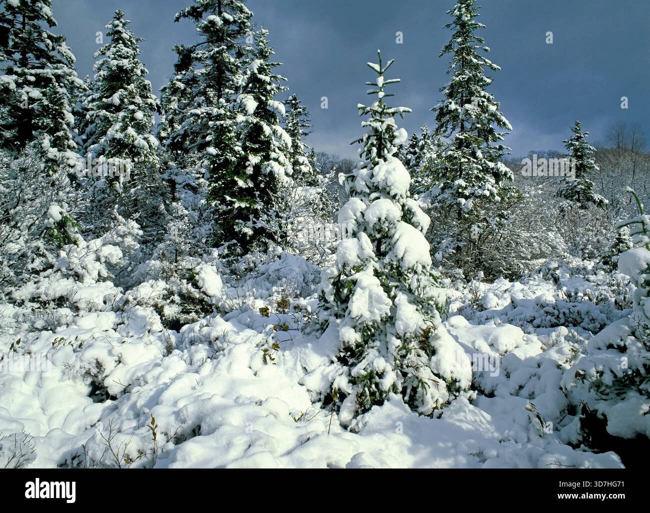 Spruce Swamp Natureal Area, Pinchot State Forest, Pennsylvania Stock ...
