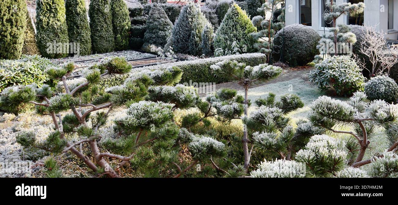 Winter garden experiencing hoarfrost, various evergreen trees and ...