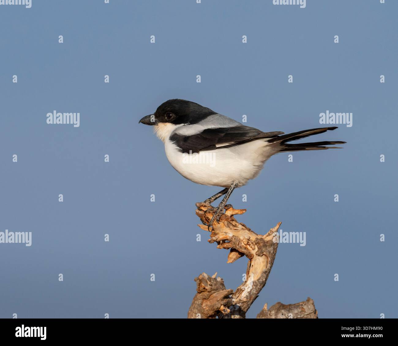 Taita fiscal or Teita fiscal (Lanius dorsalis) perched on a dry tree ...