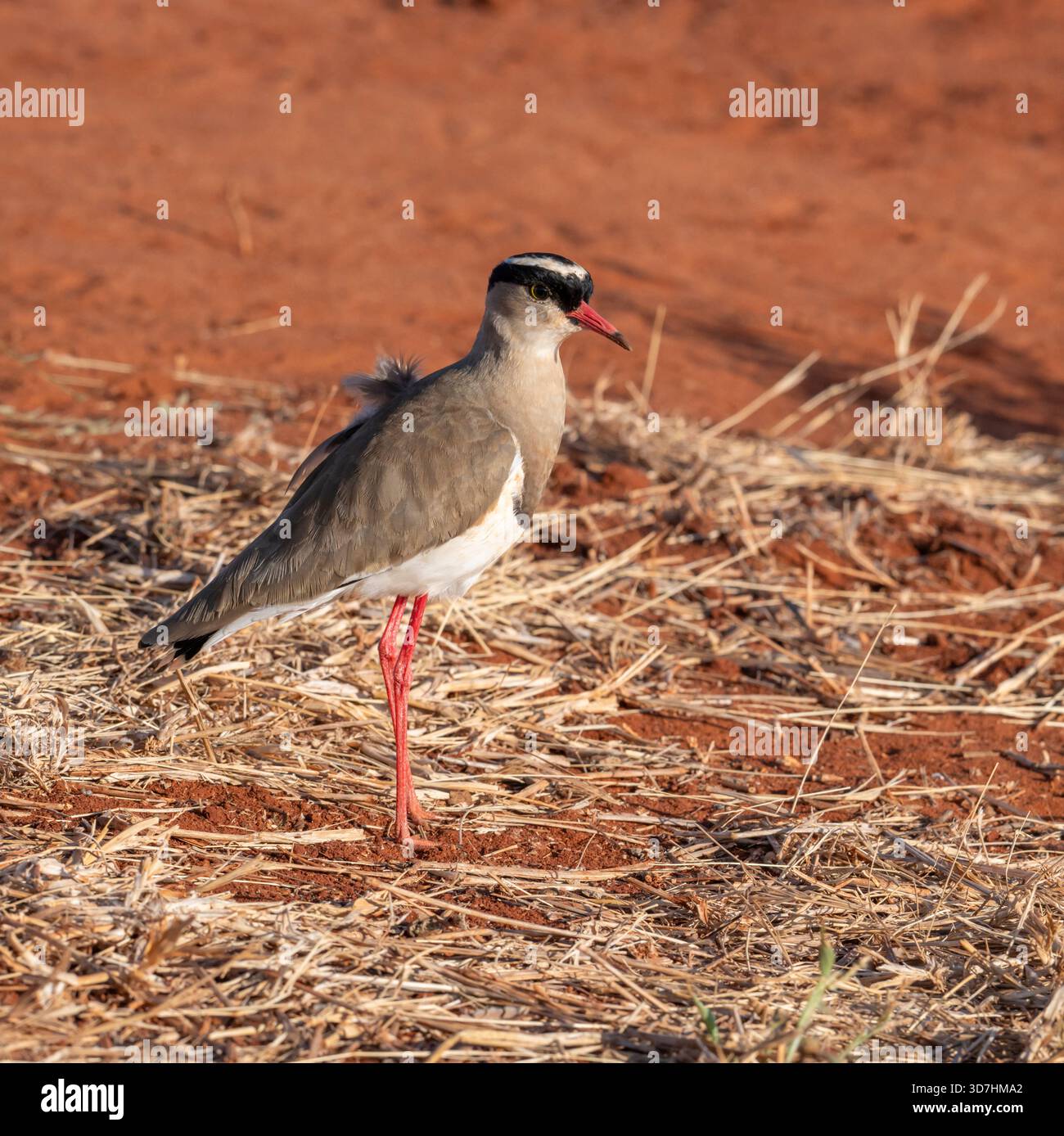 The crowned lapwing (Vanellus coronatus), or crowned plover in savanna ...