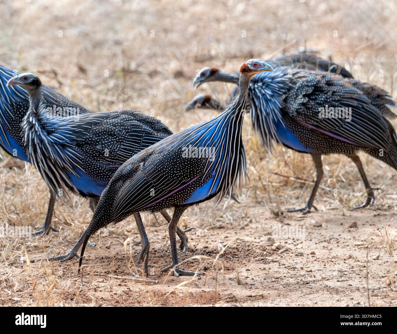 Flock of vulture guineafowl (Acrillum vulturum) in Tsavo East National ...