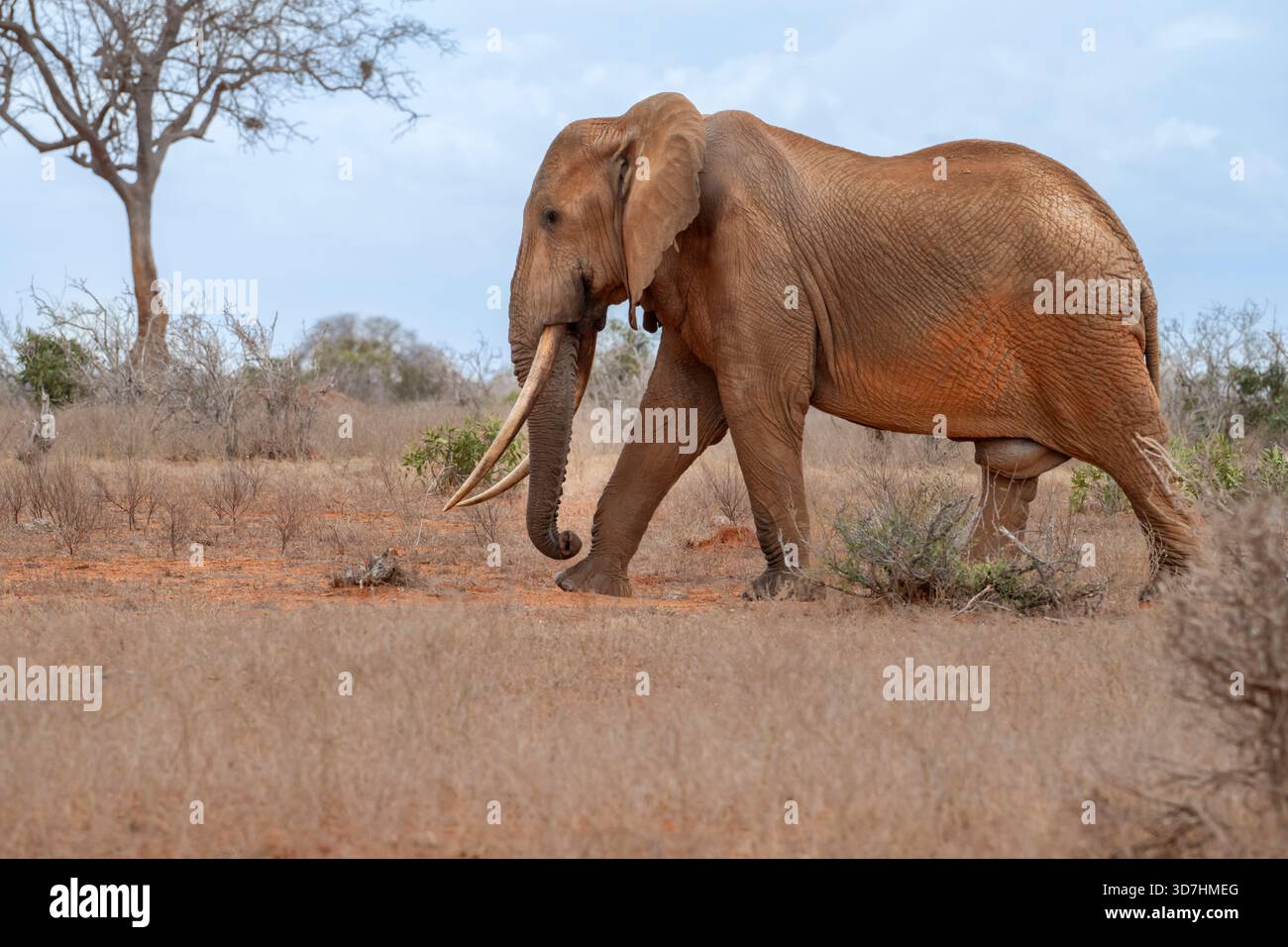 "Red" Tsavo African Savanna Elephant (Loxodonta africana) strolling ...