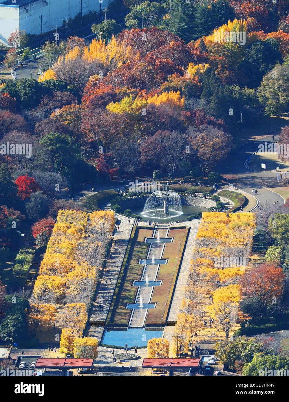 Showa Memorial Park is colored by autumn leaves in Tachikawa City ...