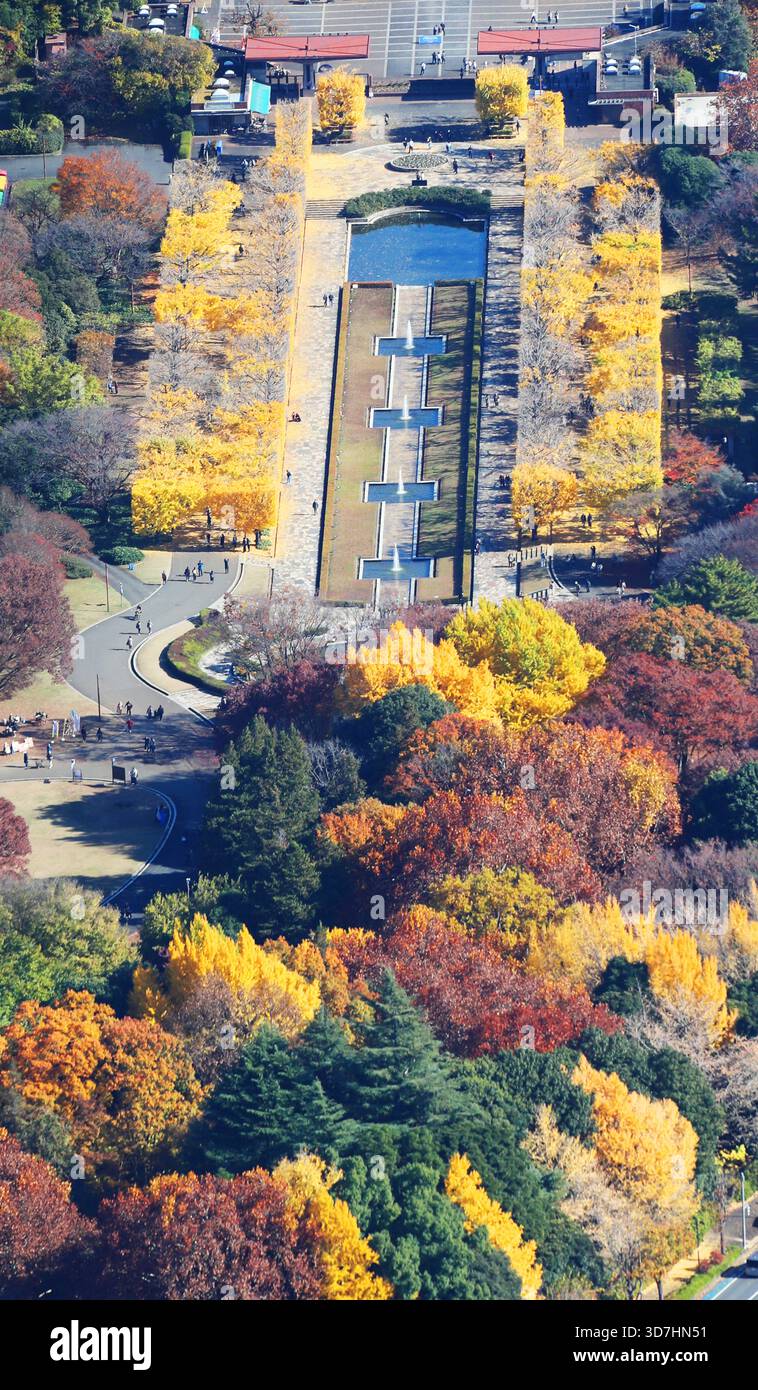 Showa Memorial Park is colored by autumn leaves in Tachikawa City ...