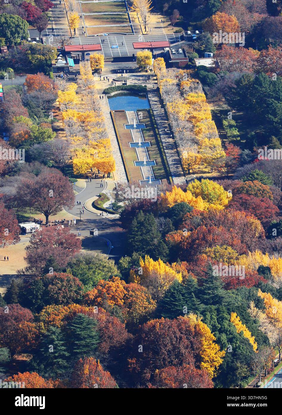 Showa Memorial Park is colored by autumn leaves in Tachikawa City ...