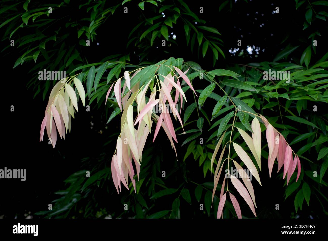 Mesua ferrea young tree hi-res stock photography and images - Alamy