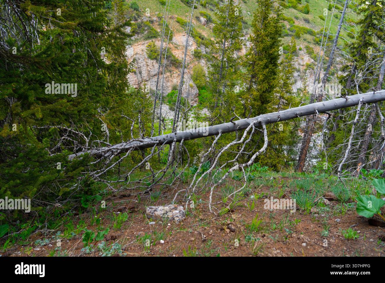 A large fallen tree trunk with exposed white roots lying across the ...