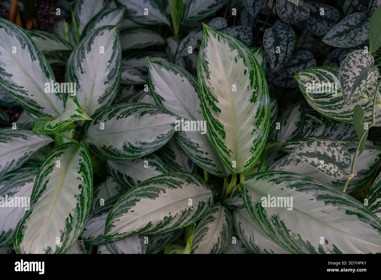Silver evergreen foliage stands as an indoor air purifying, plant ...
