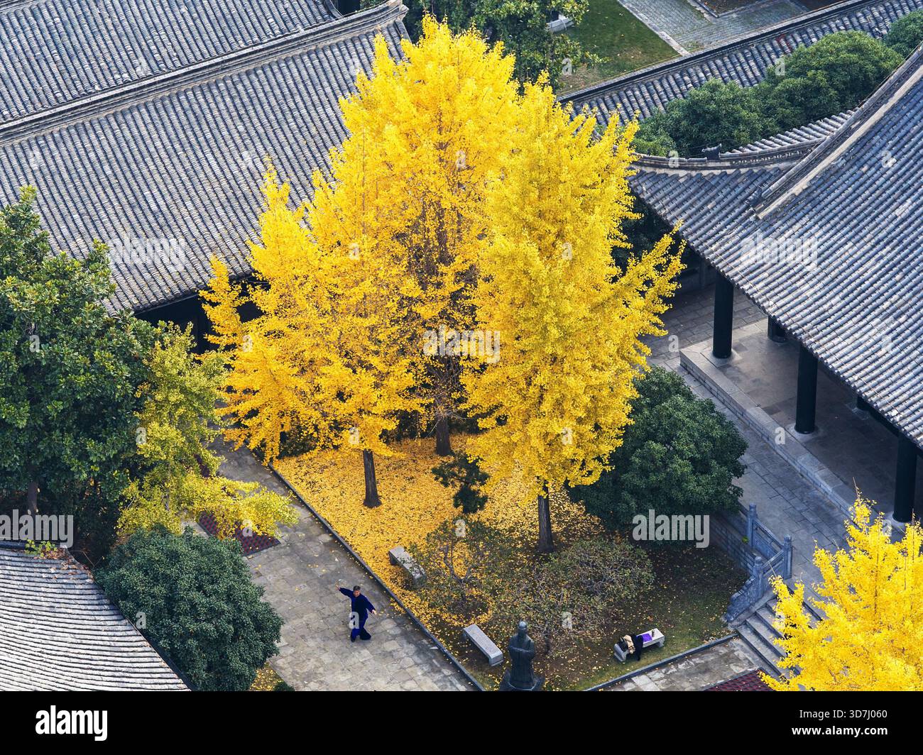 Ginkgo trees enter the best viewing time in Huai'an City, east China's ...