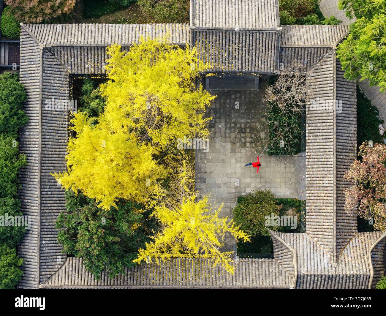 Ginkgo trees enter the best viewing time in Huai'an City, east China's ...