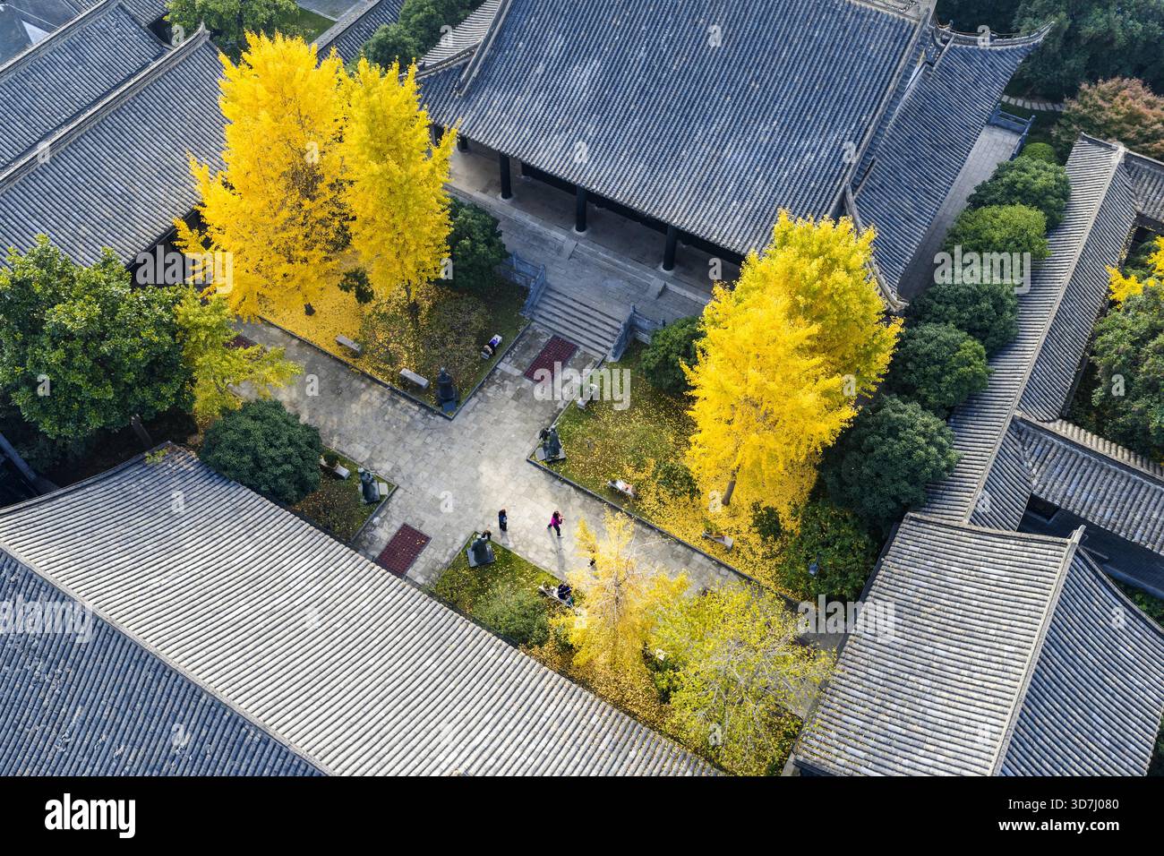 Ginkgo trees enter the best viewing time in Huai'an City, east China's ...
