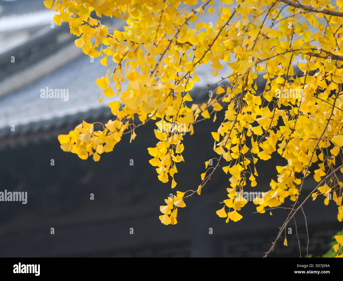 Ginkgo trees enter the best viewing time in Huai'an City, east China's ...