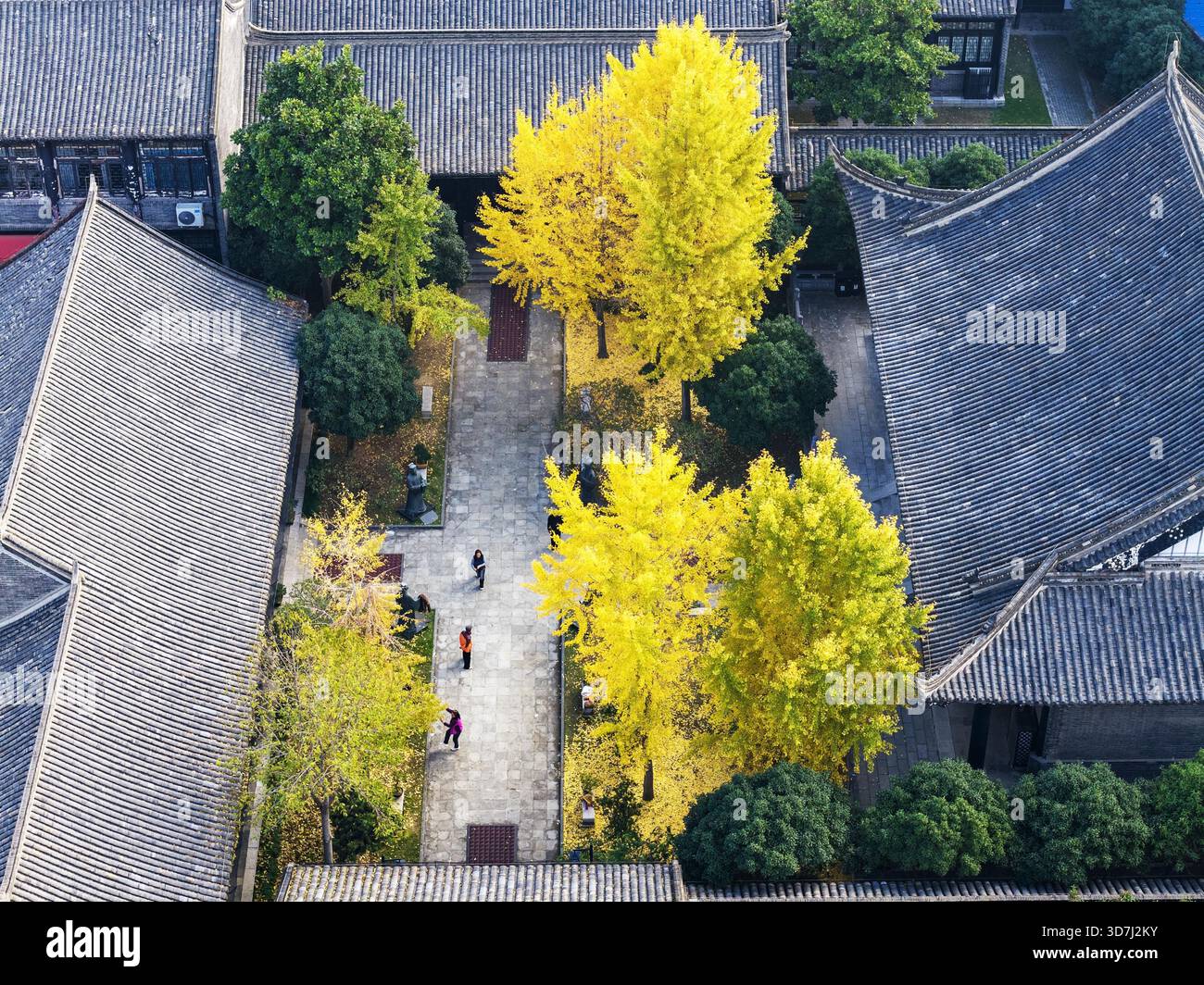 Ginkgo trees enter the best viewing time in Huai'an City, east China's ...