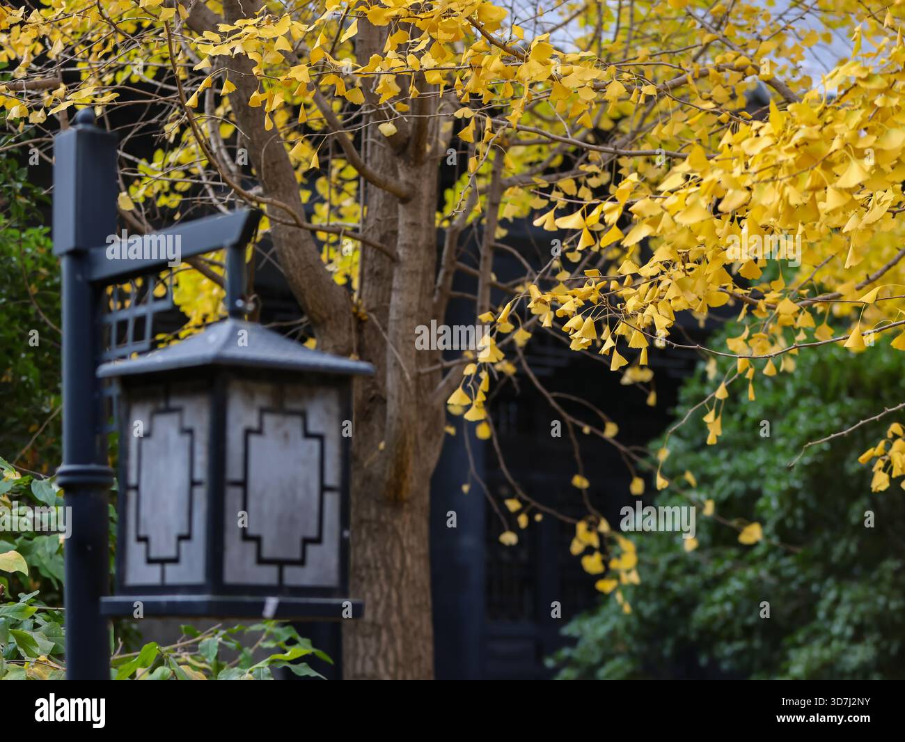 Ginkgo trees enter the best viewing time in Huai'an City, east China's ...