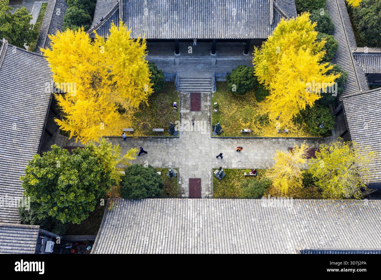 Ginkgo trees enter the best viewing time in Huai'an City, east China's ...