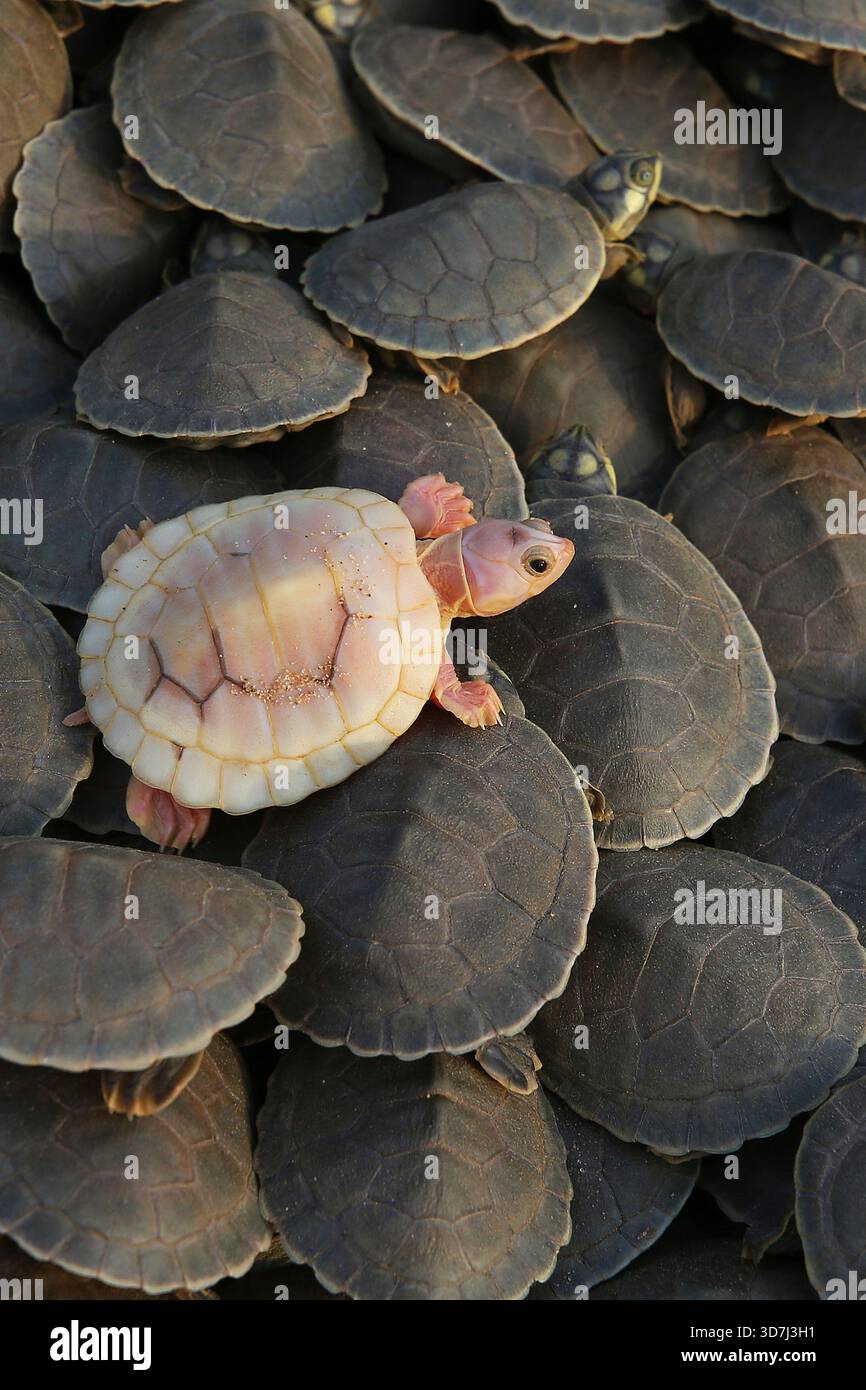 FILE - An albino turtle hatchling crawls over other giant Amazon river ...