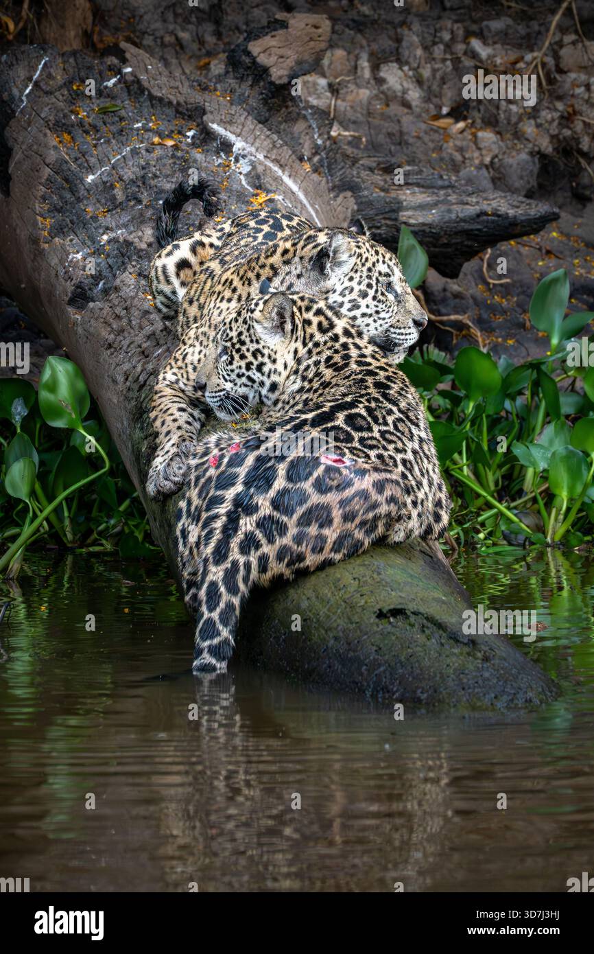 Jaguar brazil amazon hi-res stock photography and images - Alamy
