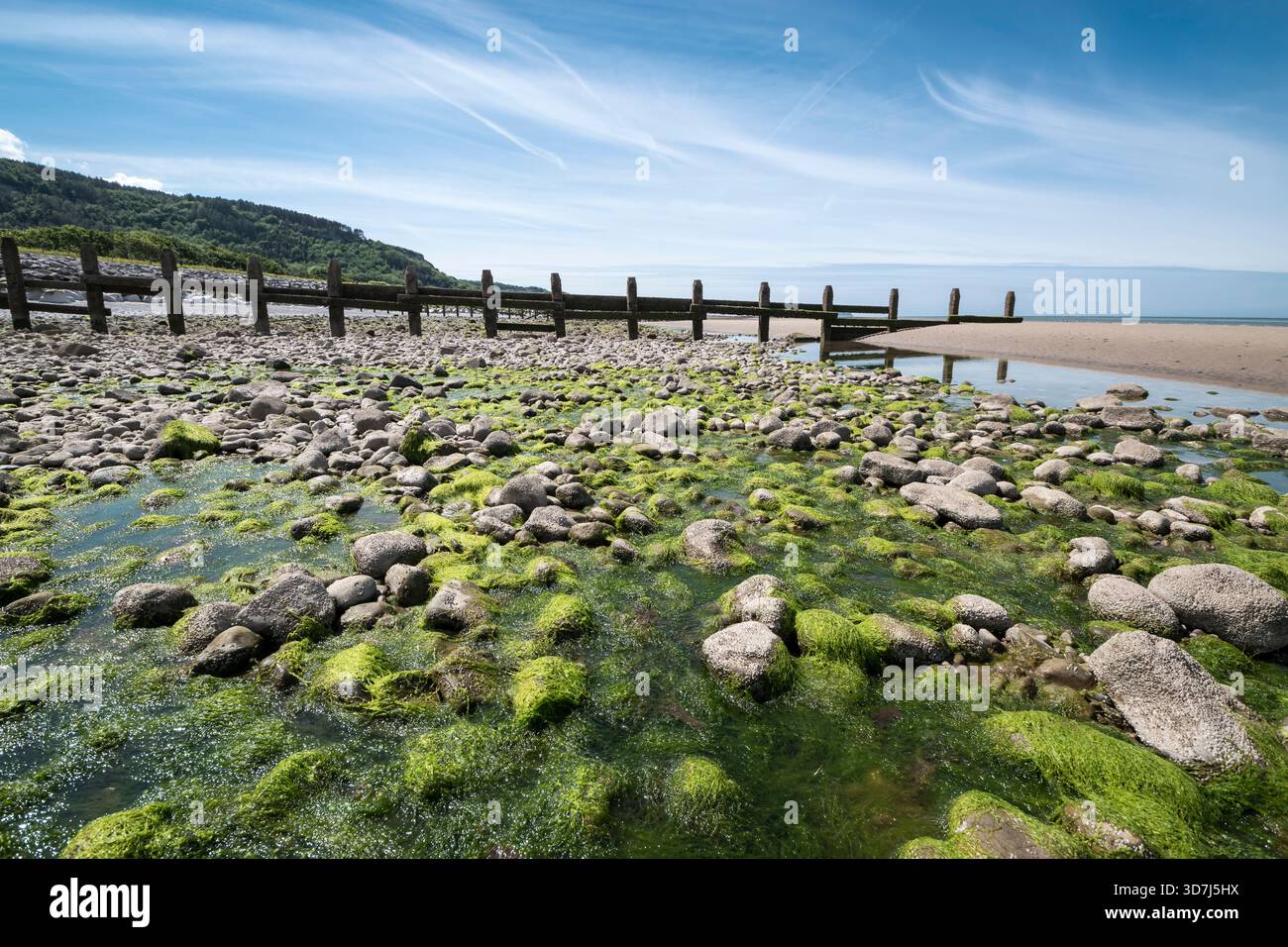Gutweed Ulva intestinalis growing in the tidal range rock pools on ...