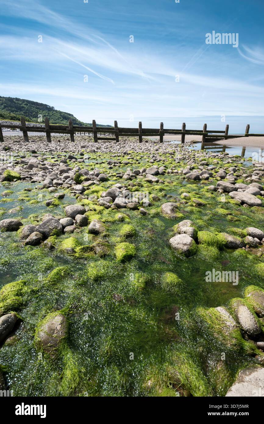 Gutweed Ulva intestinalis growing in the tidal range rock pools on ...