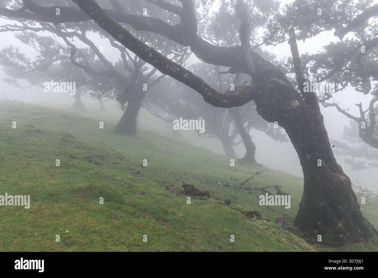 Mist covered slope of Fanal forest in Madeira, ancient laurel trees ...