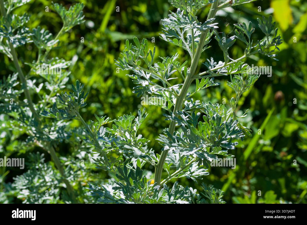 Bush Bitter Wormwood, Artemisia Absinthium Stock Photo - Alamy
