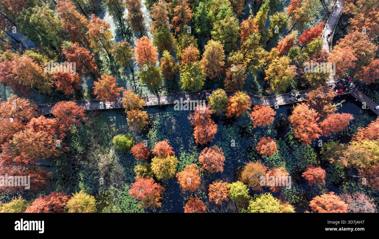 Aerial photo shows the bald cypress trees at a wetland park in Nanjing ...