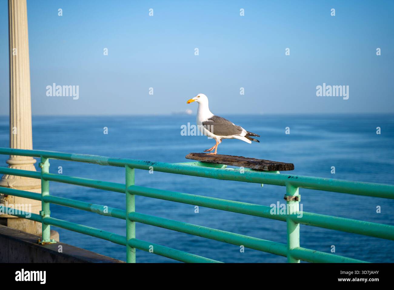 A seagull sits on the railing of Manhattan Beach pier in Los Angeles ...