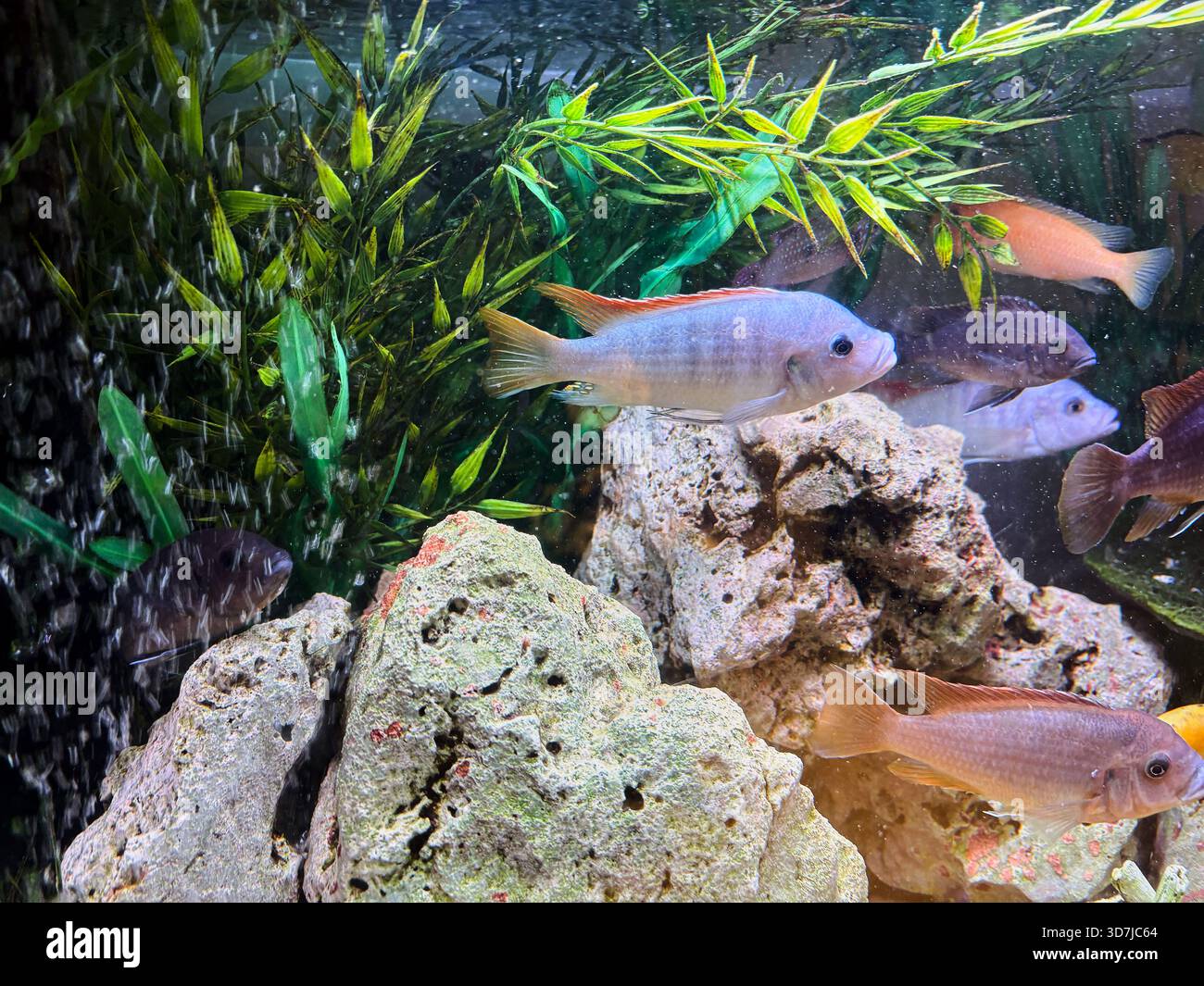 African malawi cichlids blurred hi-res stock photography and images - Alamy