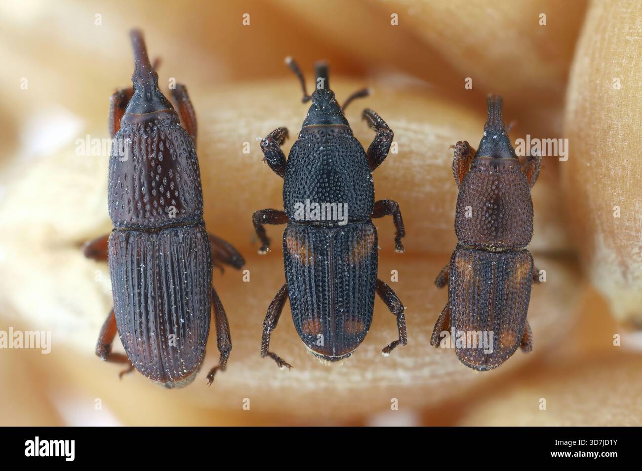 Three species of weevils, the most significant pests of stored grain ...