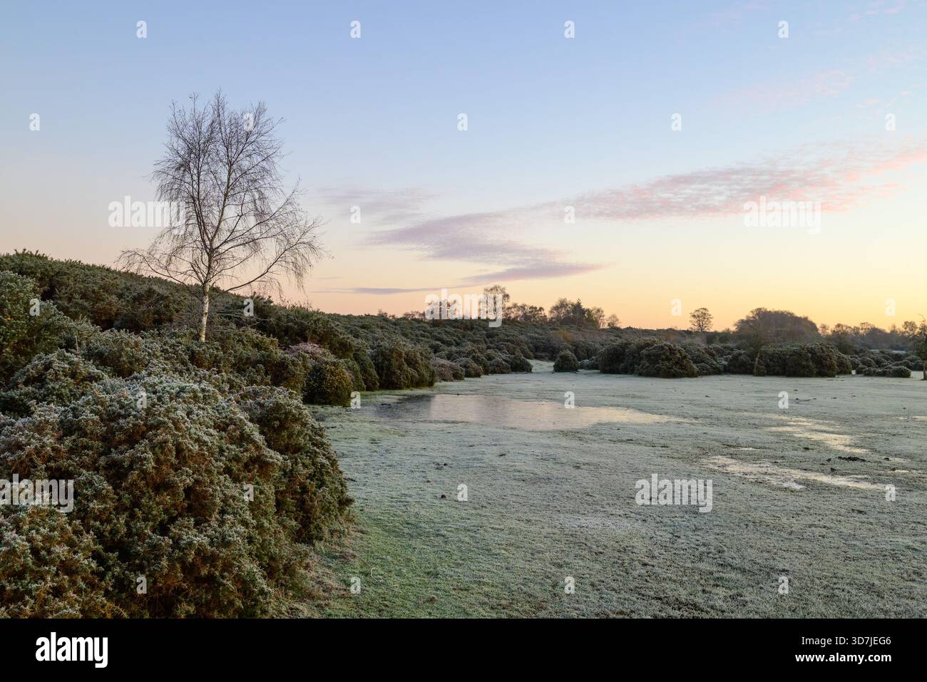 New Forest, Hampshire, UK, 26th November 2025, Weather: Sharp morning ...
