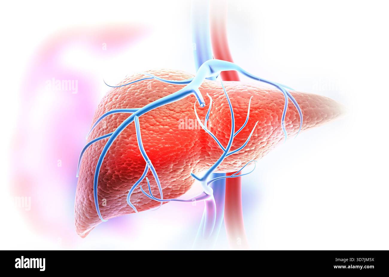 Realistic liver anatomy structure hi-res stock photography and images ...