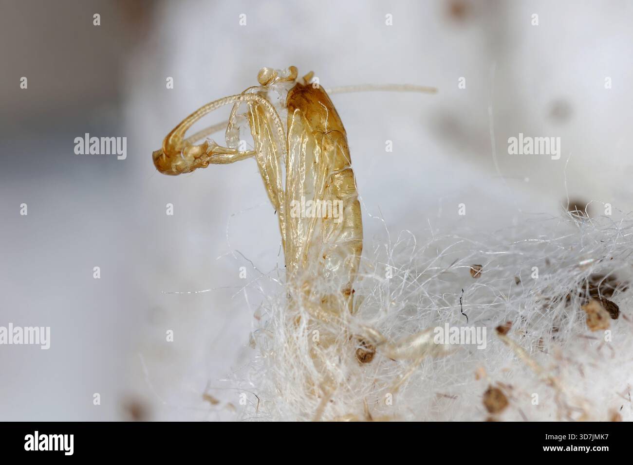 Tineola bisselliella, common clothes or webbing clothes moth. Pupa ...