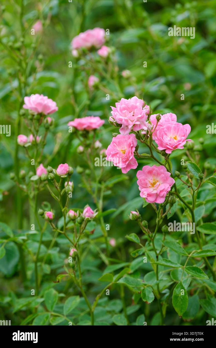 Rose like double flowers hi-res stock photography and images - Alamy